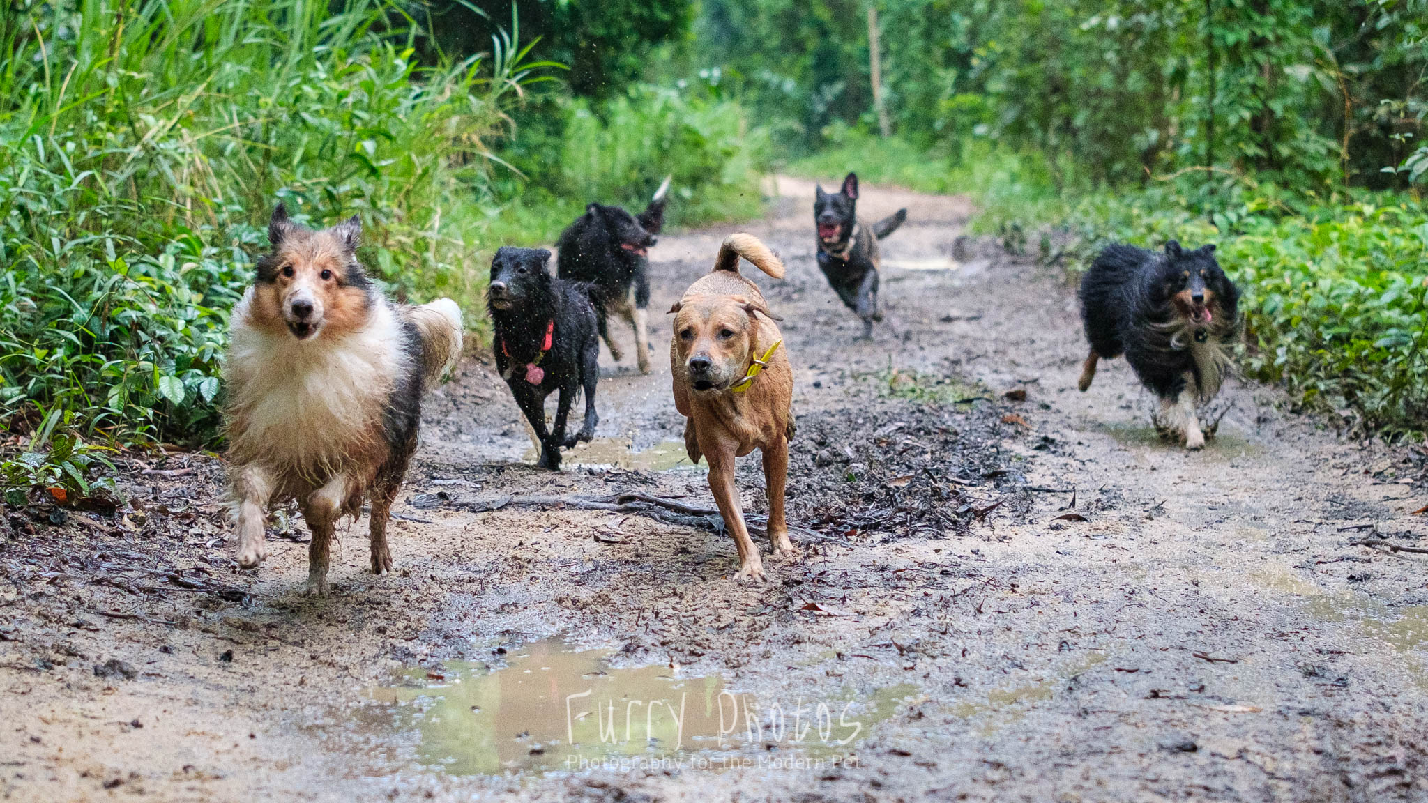Hash Browns – Furry Photos
