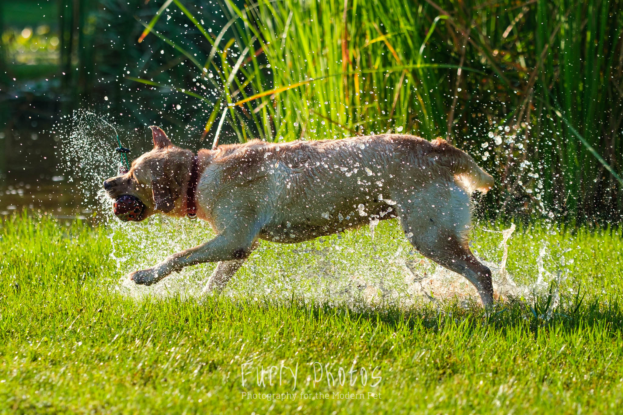 Cara’s Gundog Training – Furry Photos