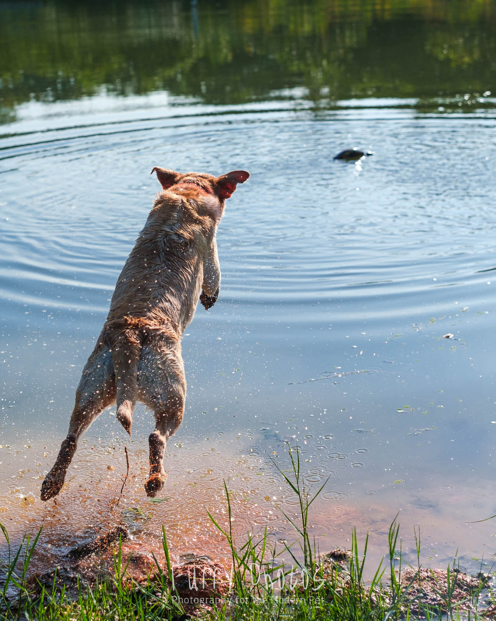 Cara’s Gundog Training – Furry Photos